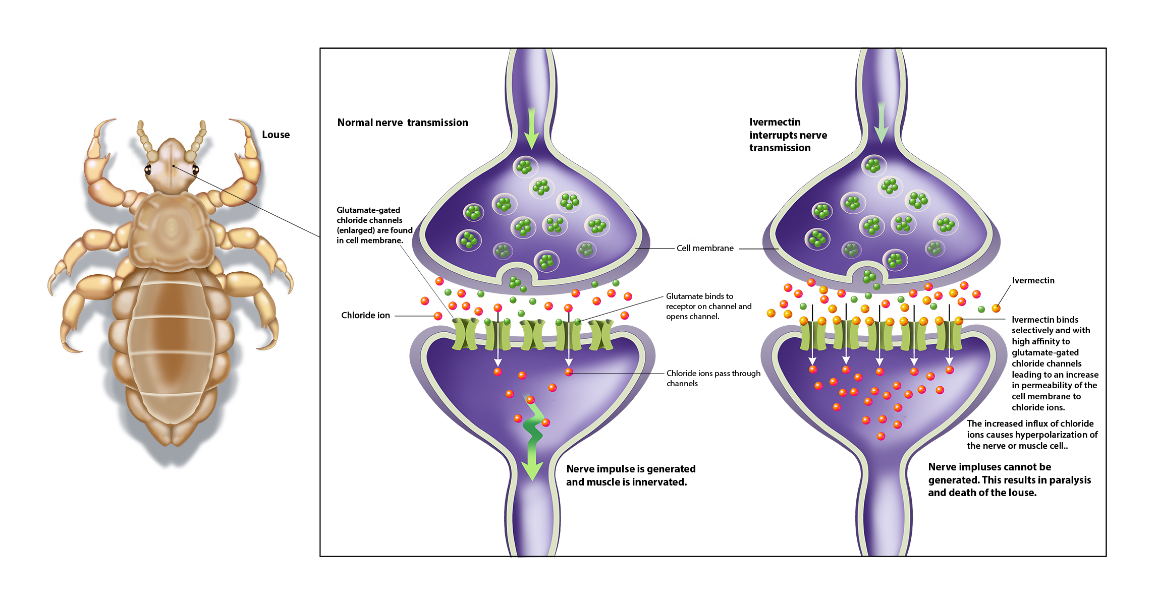 ivermectin Archives - Jackie Heda | Biomedical & Scientific Visuals