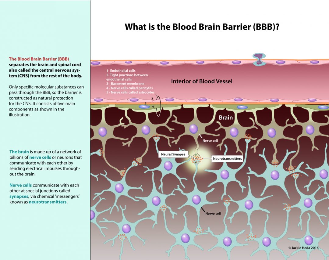 The Blood-Brain Barrier - Jackie Heda | Biomedical & Scientific Visuals
